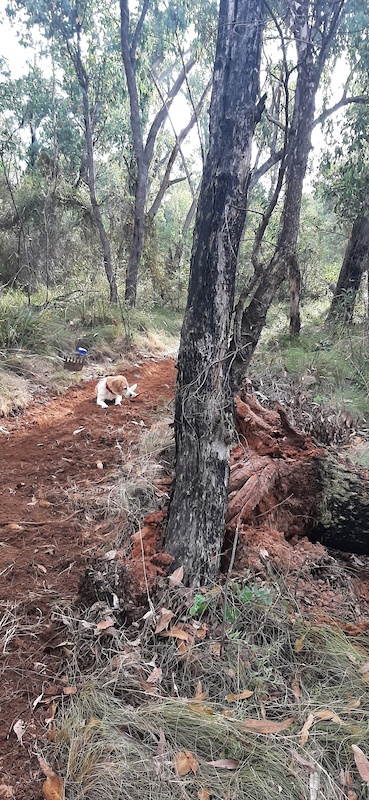 Indigo Epic - Home Trail Mountain Biking Trail - Yackandandah