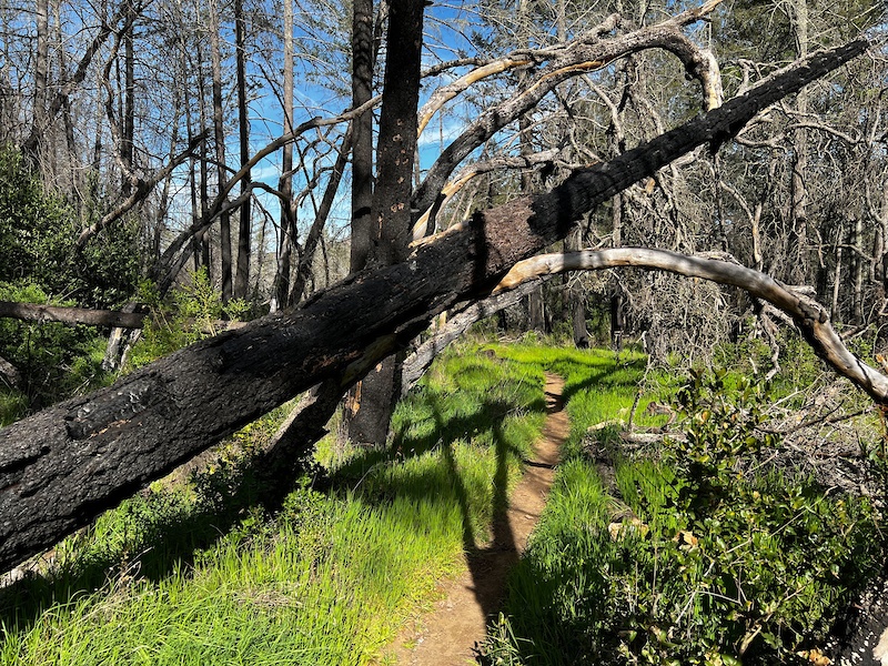 Annadel State Park Rte 1 | Trailforks