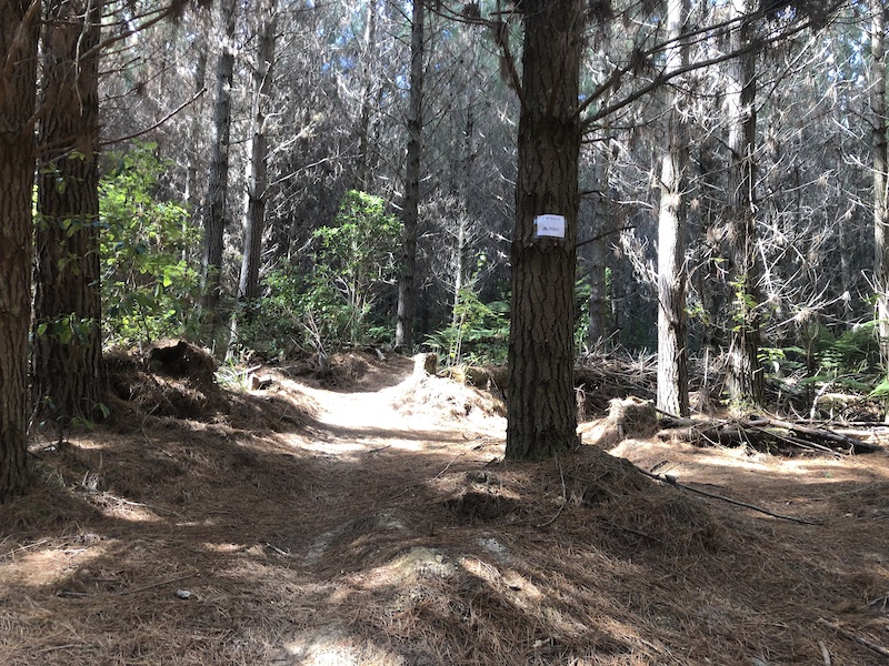 Hump de Bump Multi Trail - Riverhead Forest, Auckland