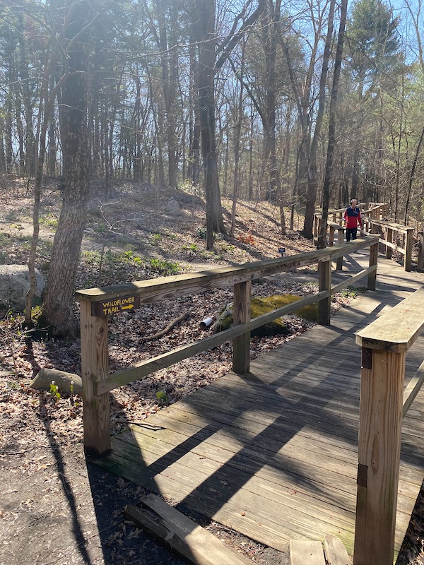 Yellow Wildflower Loop Hiking Trail - Acton, MA