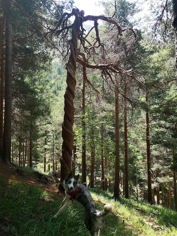 Pinar Central Multi Trail - Tamaria, Guardo | Trailforks