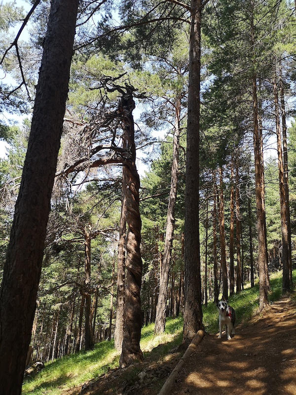 Pinar Central Multi Trail - Tamaria, Guardo | Trailforks