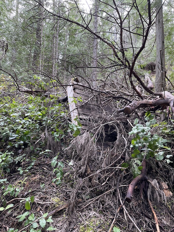 Wesley Ridge Hiking Trail - Qualicum Beach, BC
