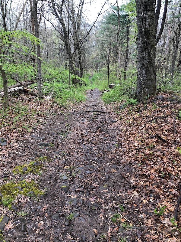 Little Falls Trail (Blue) Mountain Biking Trail - Middletown