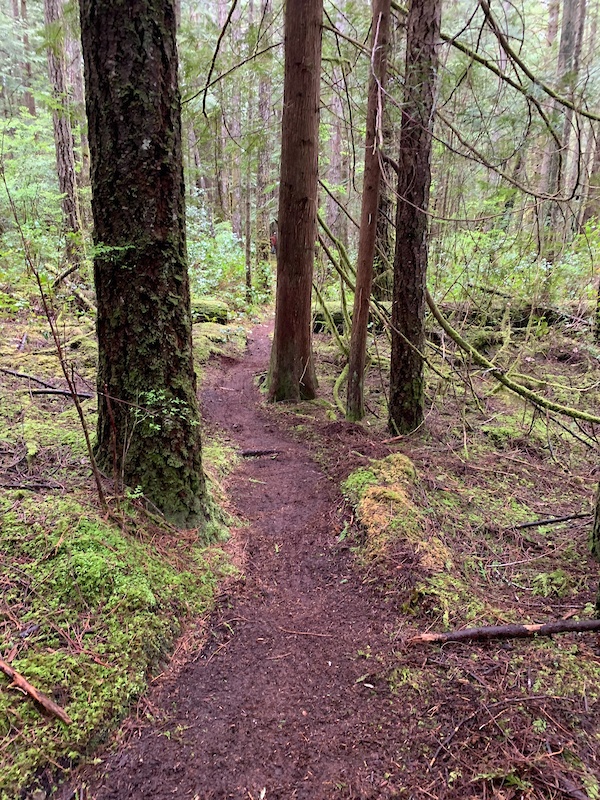 Rapp Trap Mountain Biking Trail - Powell River, BC