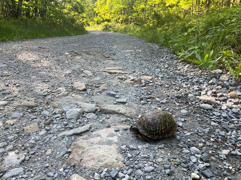 Gambrill Park Road - Gravel Multi Trail - Frederick