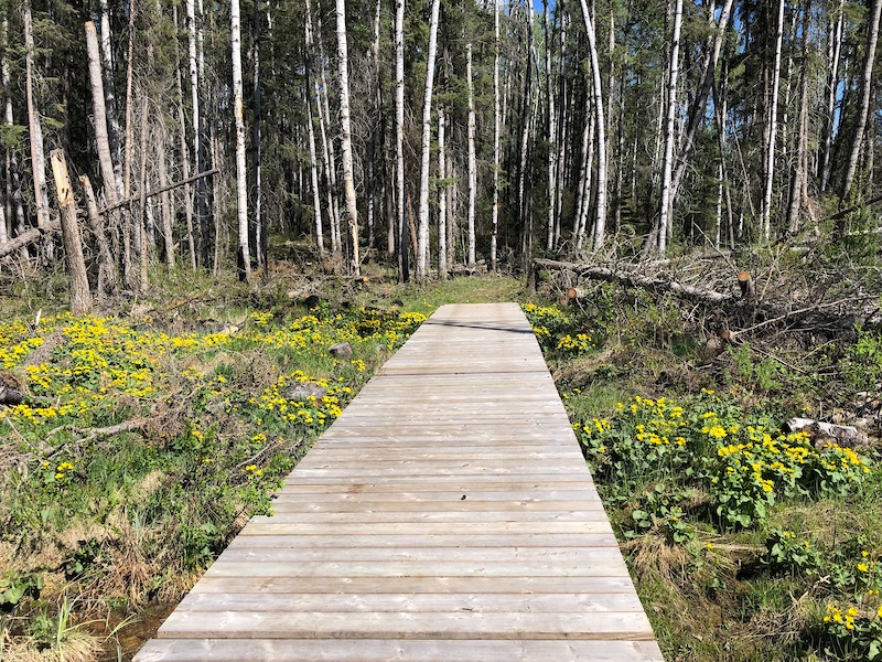 Spruce River Highlands Trail Multi Trail - Waskesiu