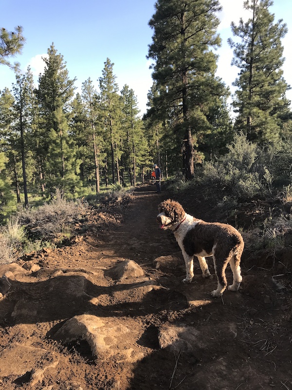 Blue Jump Line- Naneum Ridge Mountain Biking Trail - Ellensburg