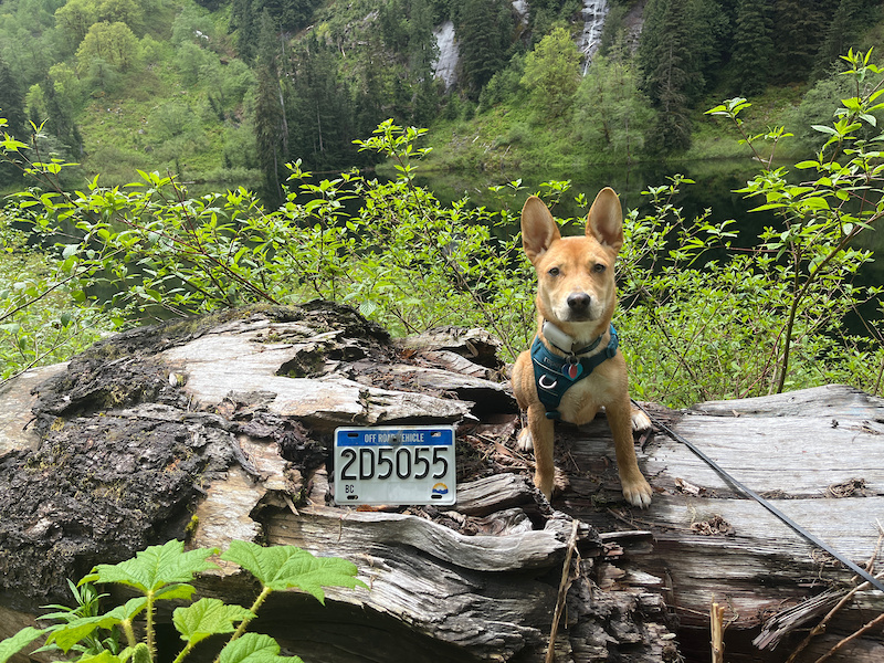 Beth Lake Trail Multi Trail - Squamish, British Columbia