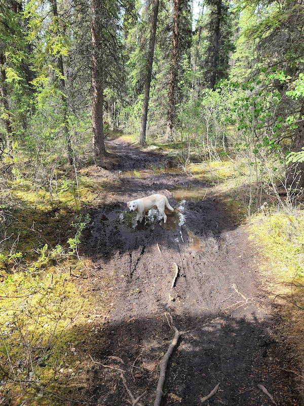Dream and Yukon River Trail Mountain Biking Route | Trailforks