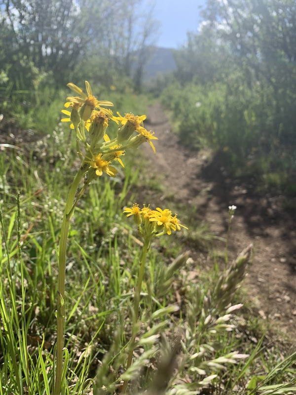 Skid Row Mountain Biking Trail - Park City, UT