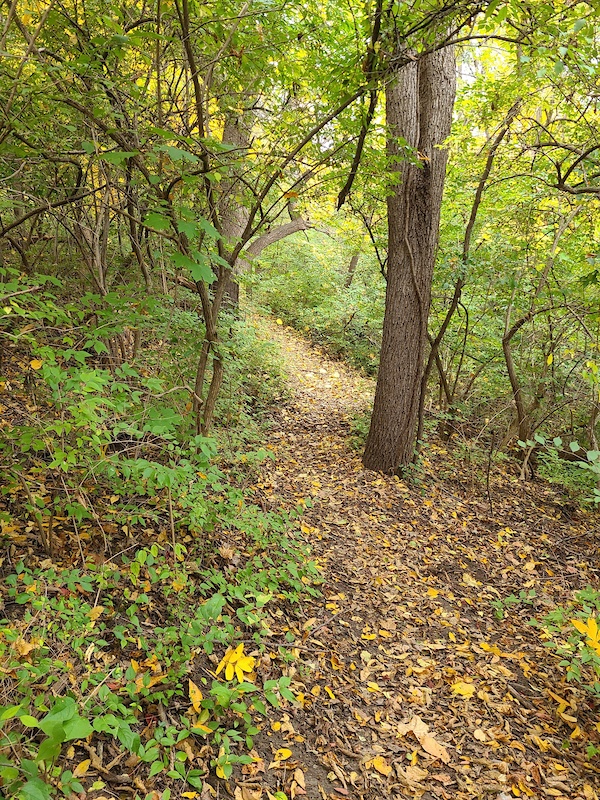 Comet Loop Multi Trail - Detroit, Michigan | Trailforks