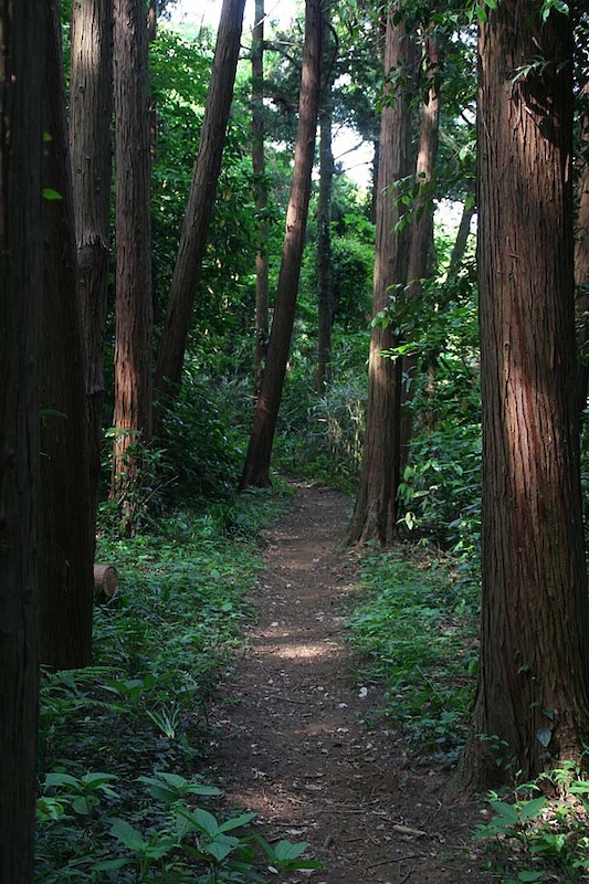Ikego-Kumano Upper Hiking Trail - | Trailforks