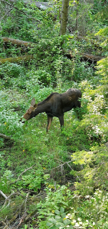Red Deer Trail System Mountain Biking Trails | Trailforks