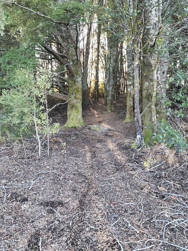 OP Down Mountain Biking Trail - Outflow, Te Anau