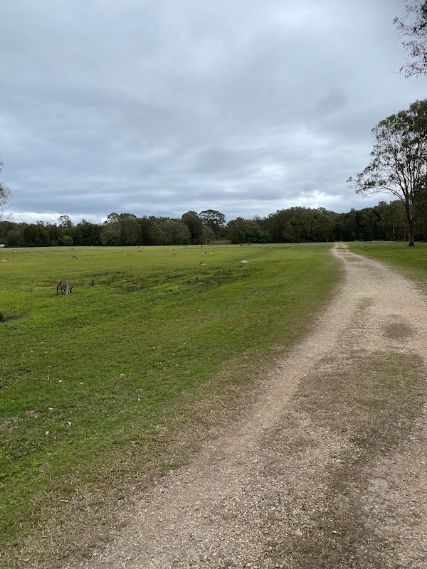 Koala Track Mountain Biking Trail - | Trailforks