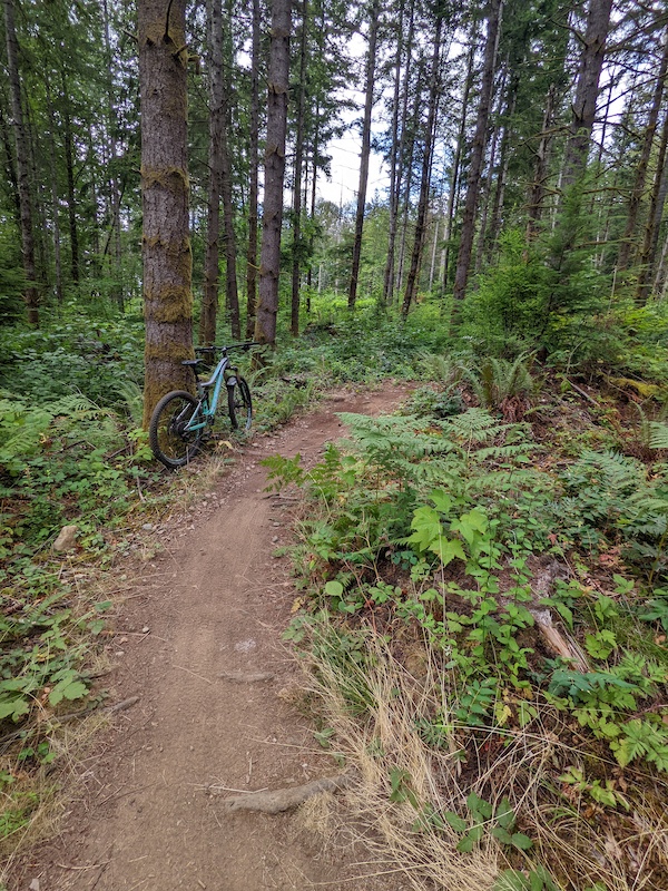 Python Mountain Biking Trail - Maple Valley, Washington