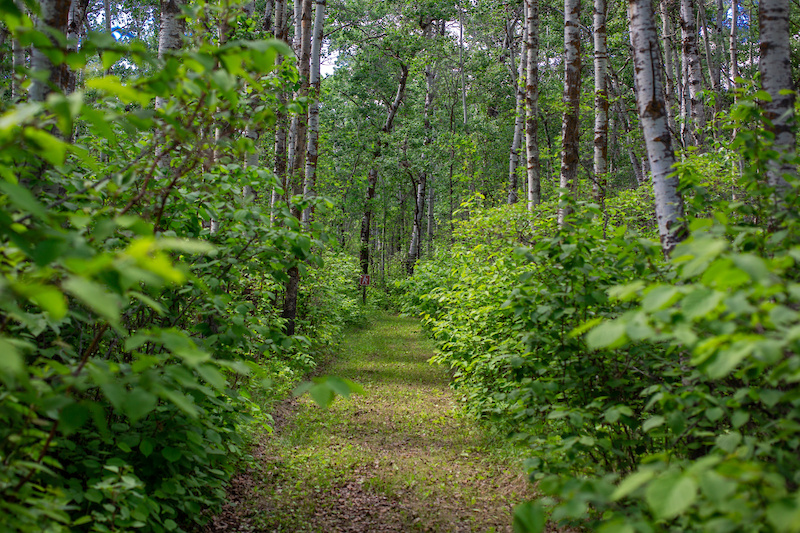 Wapasu Multi Trail - Innisfree, Alberta | Trailforks