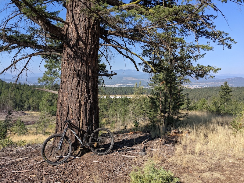 Little Big Tree Mountain Biking Trail - Cranbrook, BC