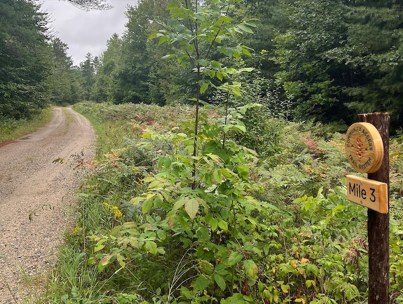 Kendal Brook Forest Mountain Biking Trails | Trailforks