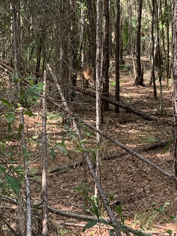 Kessel Run Multi Trail - Lake Mary, Florida | Trailforks