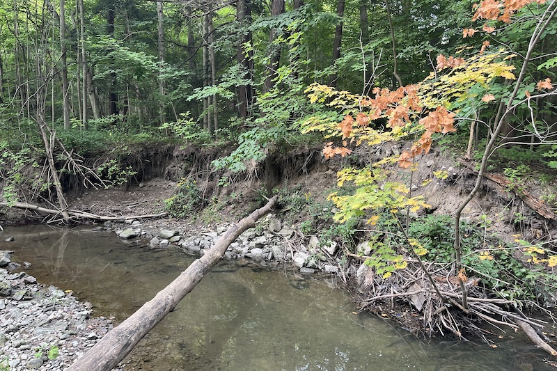 Newtonbrook Riparian Multi Trail - North York, ON