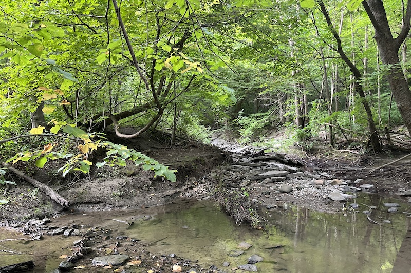 Newtonbrook Riparian Multi Trail - North York, ON