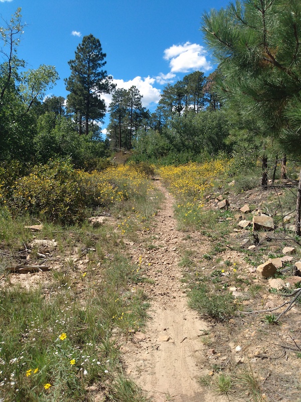 Log Chutes Trail 2 Mountain Biking Trail - Durango