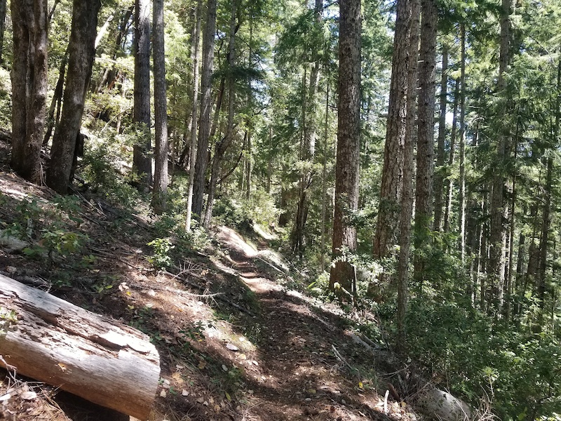 Lower Rogue River Trail, Gold Beach Mountain Biking Trails | Trailforks