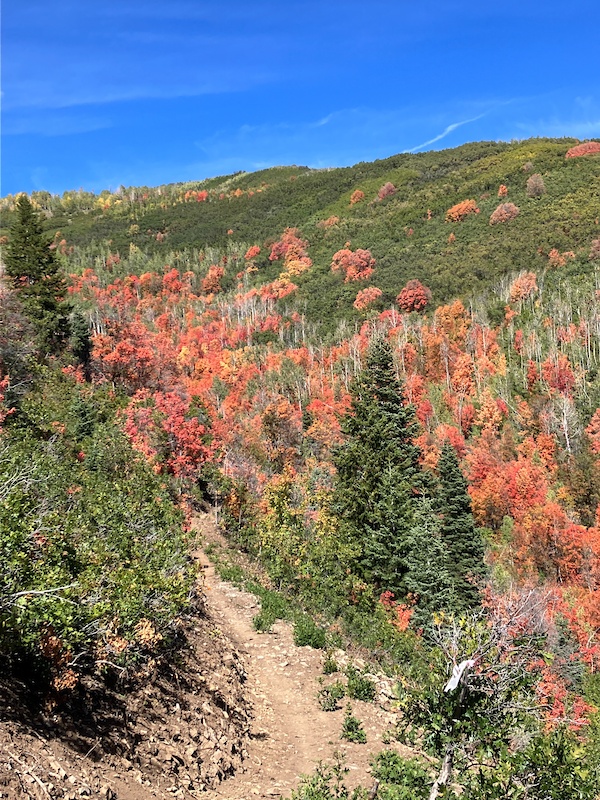 Maple Grove Multi Trail - Heber City, Utah | Trailforks