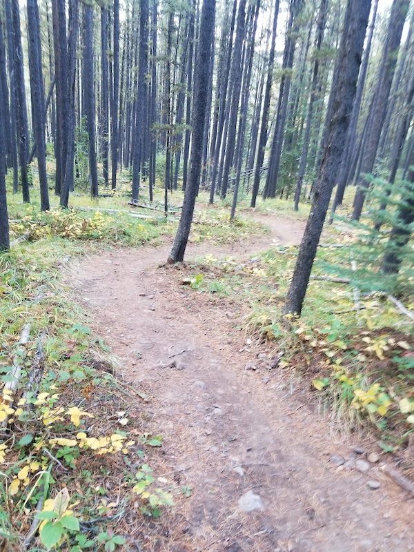 A Stone's Throw Mountain Biking Trail - Bragg Creek