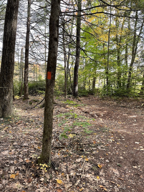 Beaver Brook Boardwalk Hiking Trail - Barkhamsted, CT