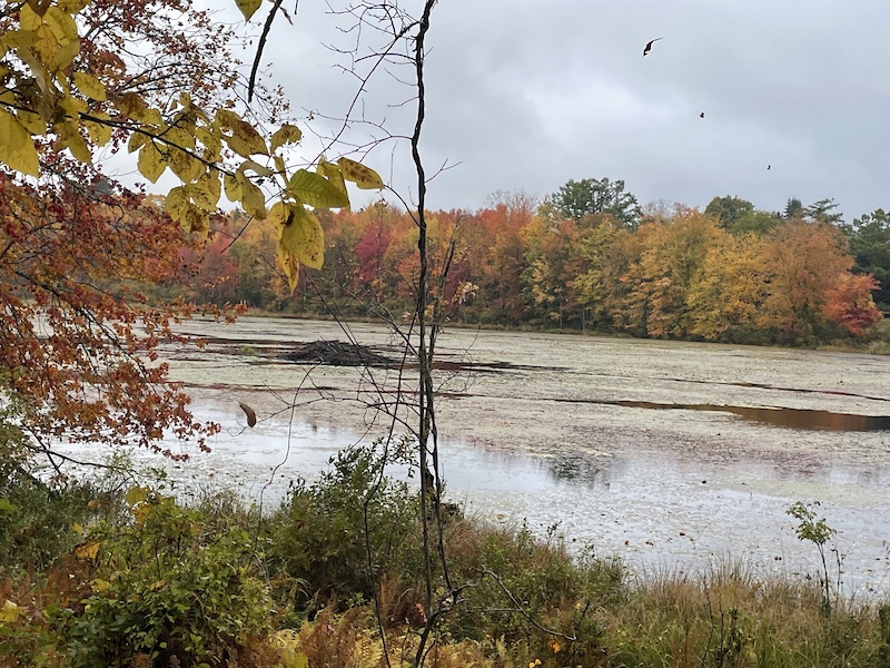 Fifty-Acre Wood Loop Hiking Trail - Woodstock, CT