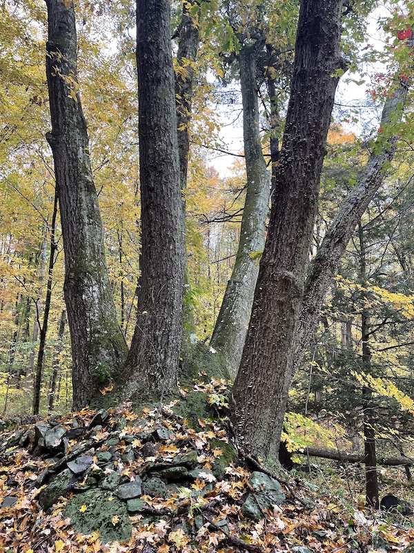 Fifty-Acre Wood Loop Hiking Trail - Woodstock, CT