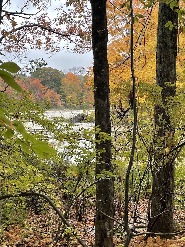 Fifty-Acre Wood Loop Hiking Trail - Woodstock, CT