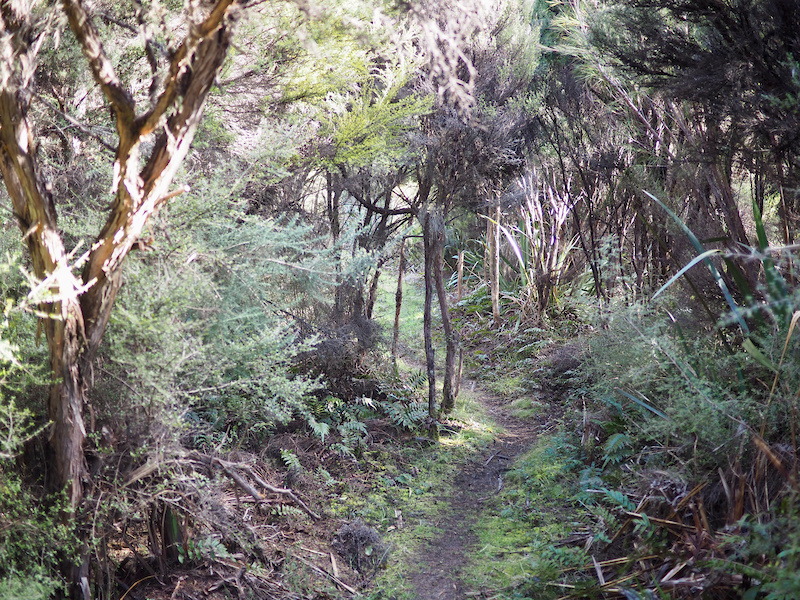 Burns Track Hiking Trail - Leith Valley, Dunedin