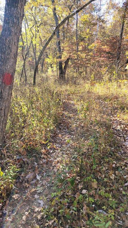 Spring Creek Gap Conservation Area Trail Hiking Trail - Rolla, MO