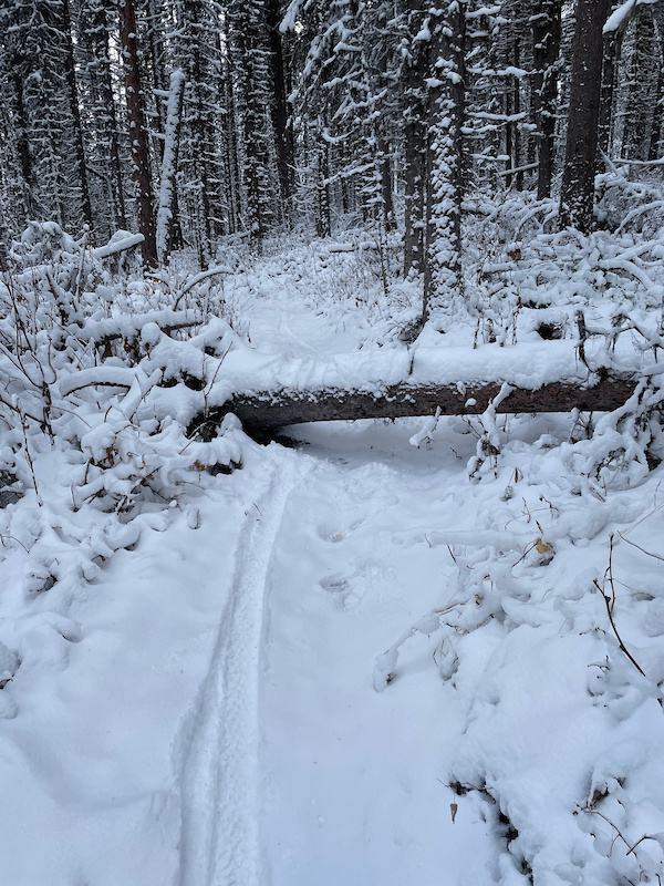 Upper Mountain Walk- Elk Valley Trail (The Great Trail) Multi Trail ...