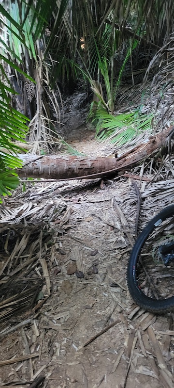 Jungle Bat Trail Mountain Biking Trail - Sayulita