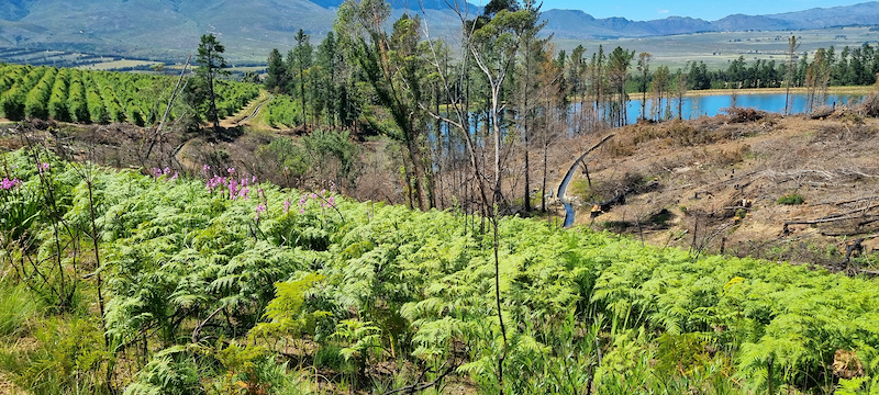 Rola Coaster - Chequered Flag Mountain Biking Trail - Somerset West