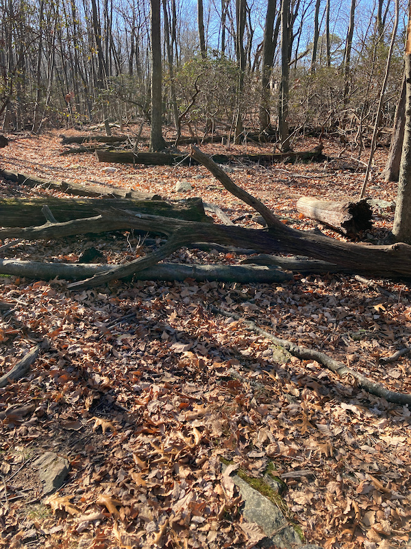 Upper Ridge Trail Mountain Biking Trail - Frederick