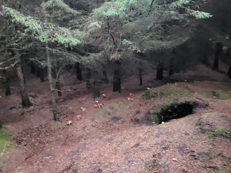 Carrickgollogan, Bray Mountain Biking Trails | Trailforks