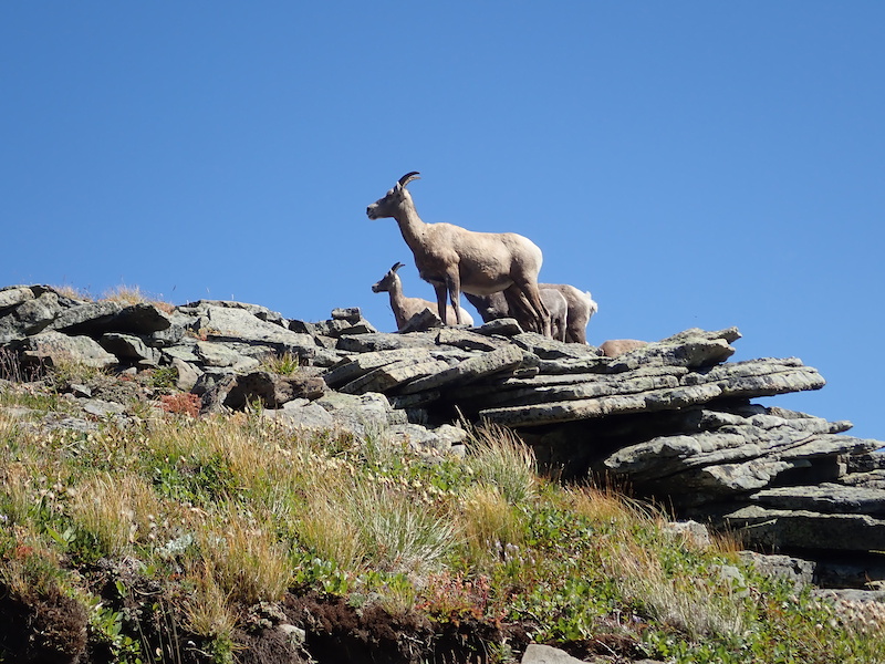 Caw Ridge Multi Trail - Grande Cache, AB | Trailforks