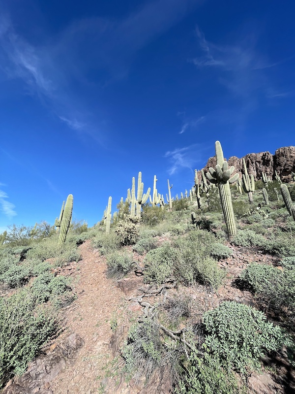 Saguaro Loop (East) Mountain Biking Trail - Gold Canyon