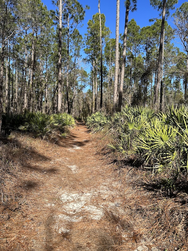 Big Creek Firebreak Nature Trail Multi Trail - Hoboken