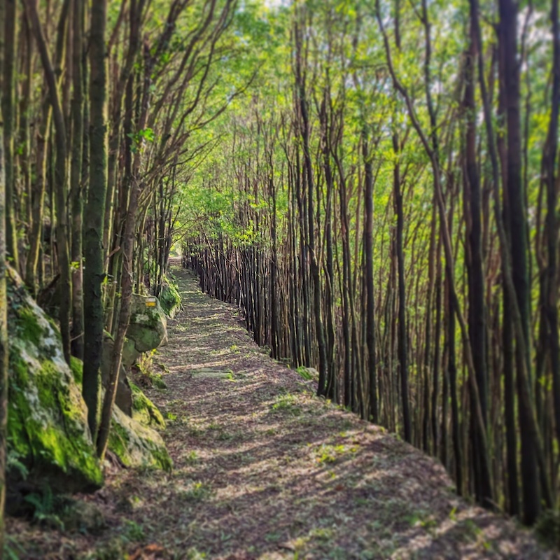 A Raposa Multi Trail - Monte Santa Tecla, A Guarda