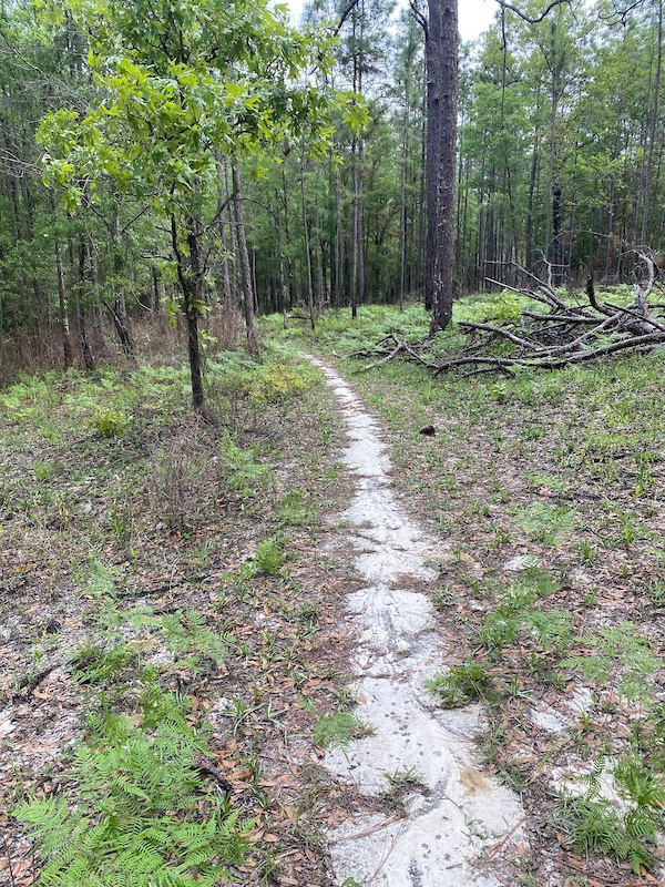 Conecuh South Loop Trail Multi Trail - - Alabama