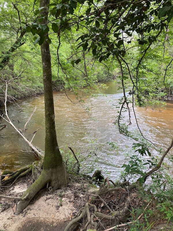 Conecuh South Loop Trail Multi Trail - - Alabama