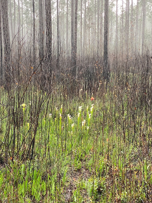 Conecuh South Loop Trail Multi Trail - - Alabama