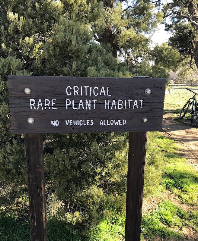 Dixie Lee Pebble Plain Hiking Trail - Big Bear, CA